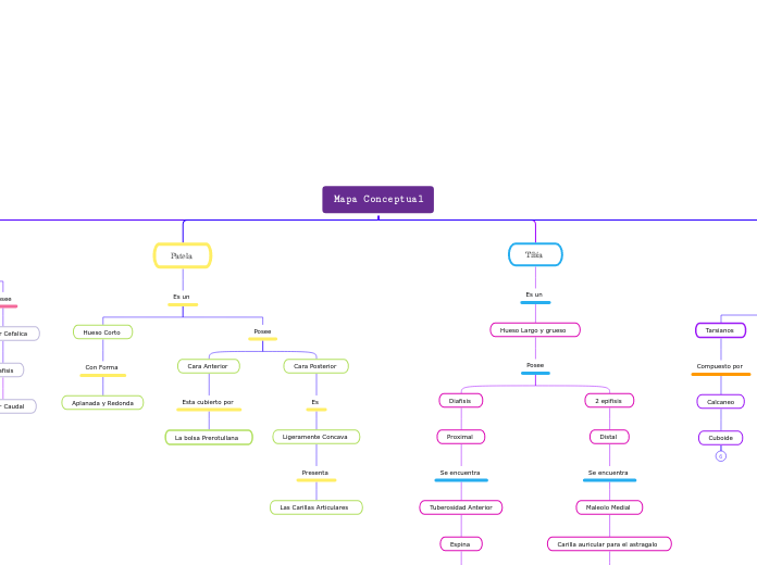 Mapa Conceptual Anatomia II - Mind Map